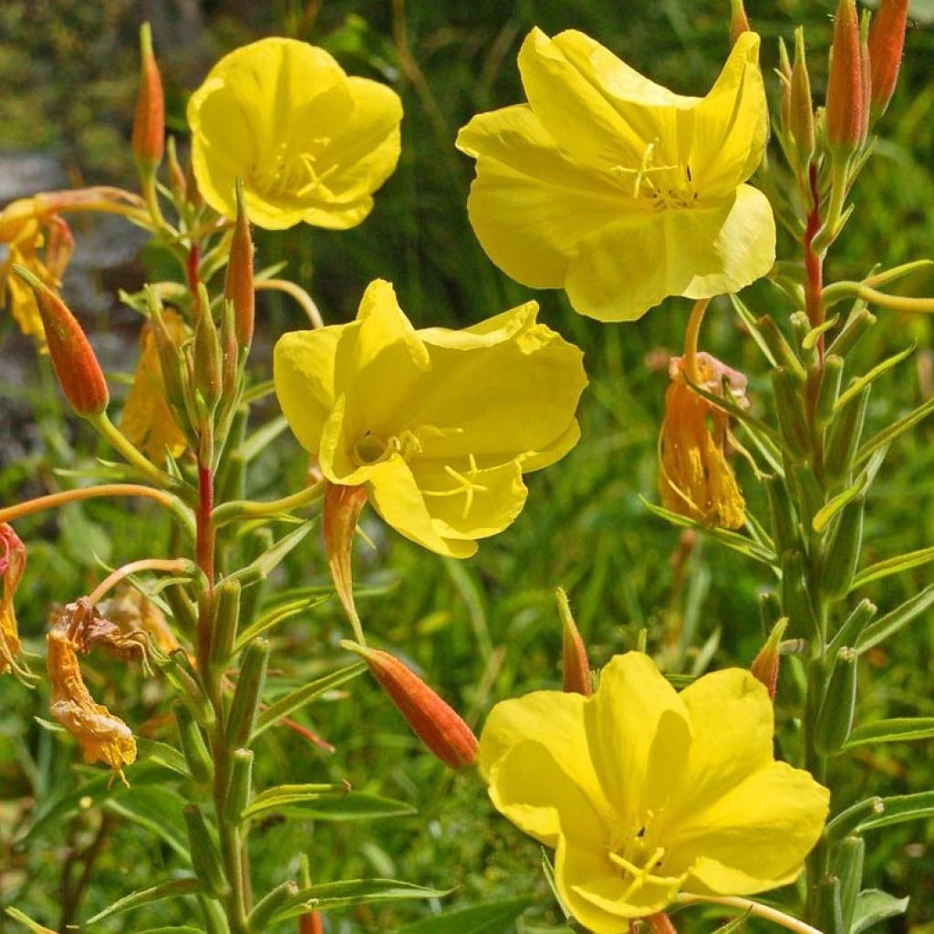 Oenothere glazioviana - Oenothera erythrosepala - Vivace érigée jaune ...