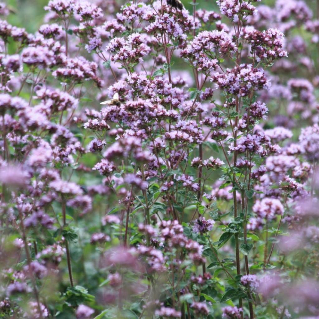 Origanum vulgare Compactum - Un origan compact à feuillage aromatique