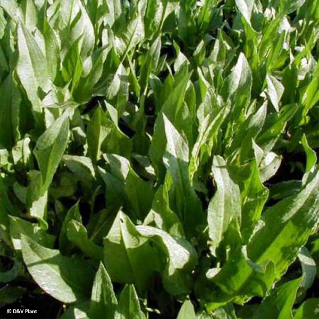 Oseille Epinard - Rumex patientia - Plant de légume perpétuel