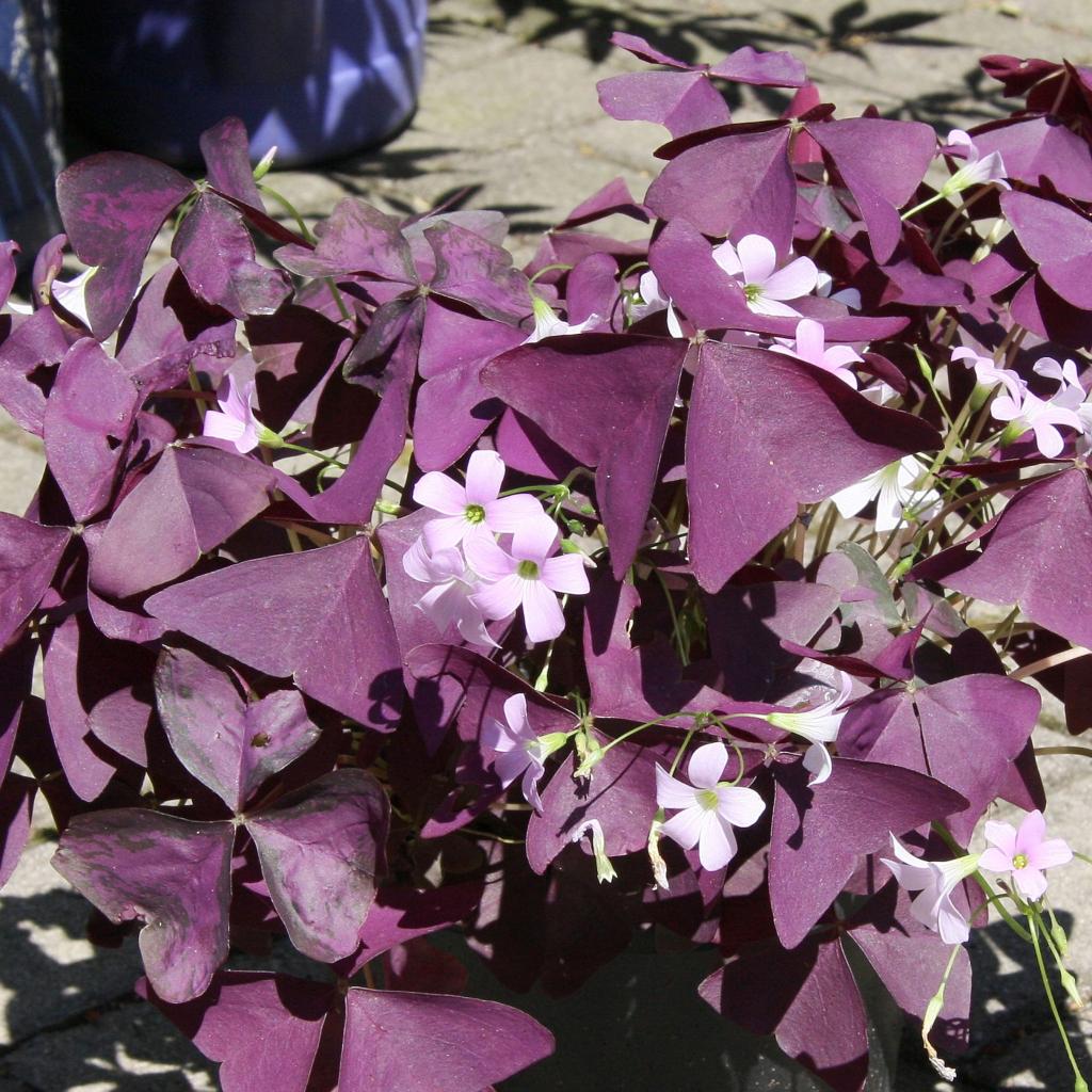 L'Oxalis triangularis ssp.papilionacea Atropurpurea, de petites fleurs ...
