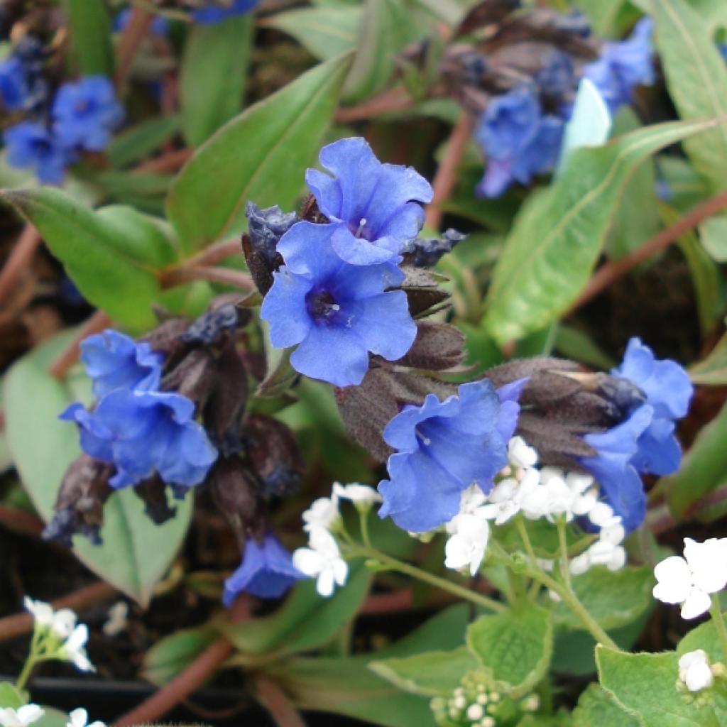 Pulmonaria Blue Ensign - Pulmonaire aux magnifiques fleurs bleu intense