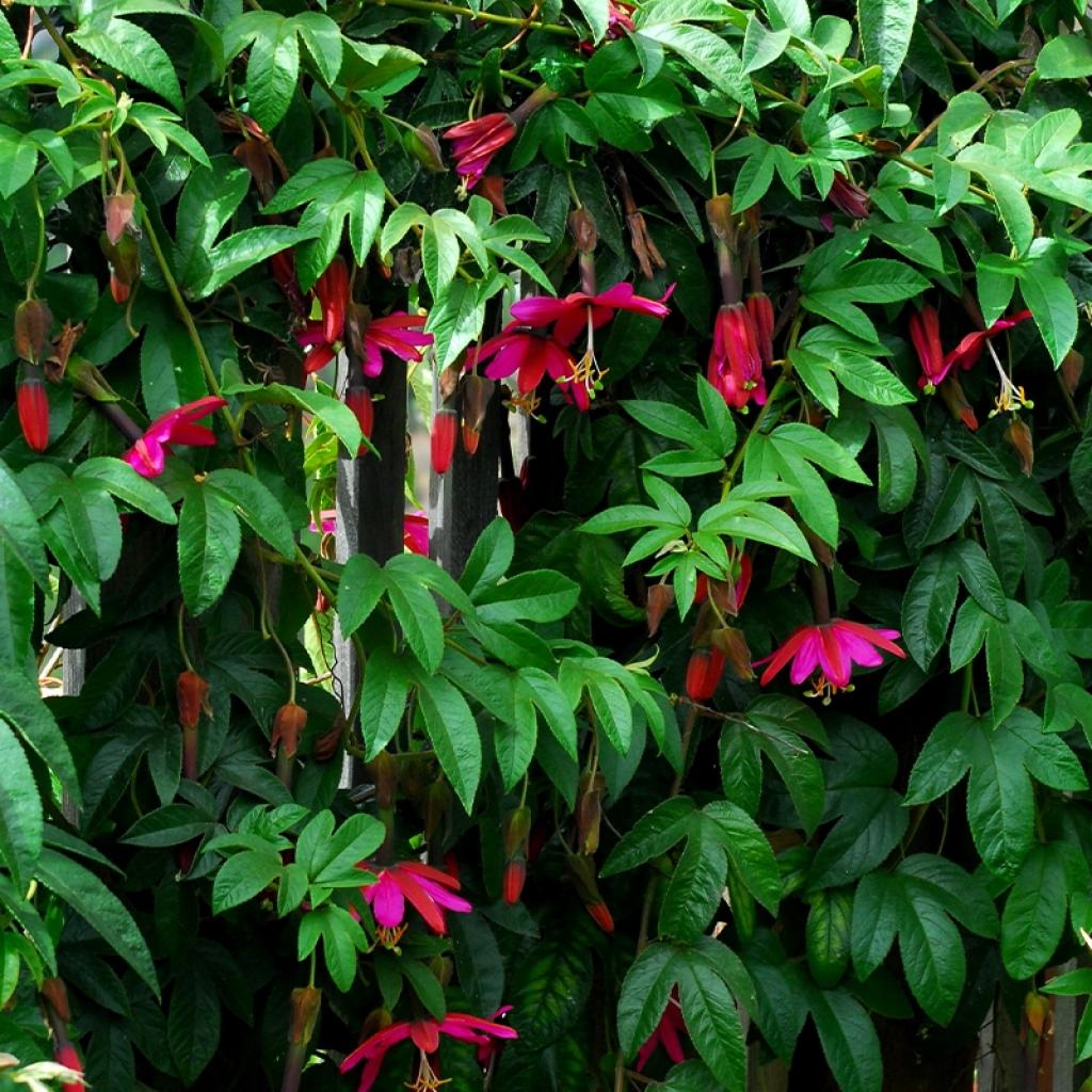 Passiflora x exoniensis - Passiflore vigoureuse à grandes fleurs ...