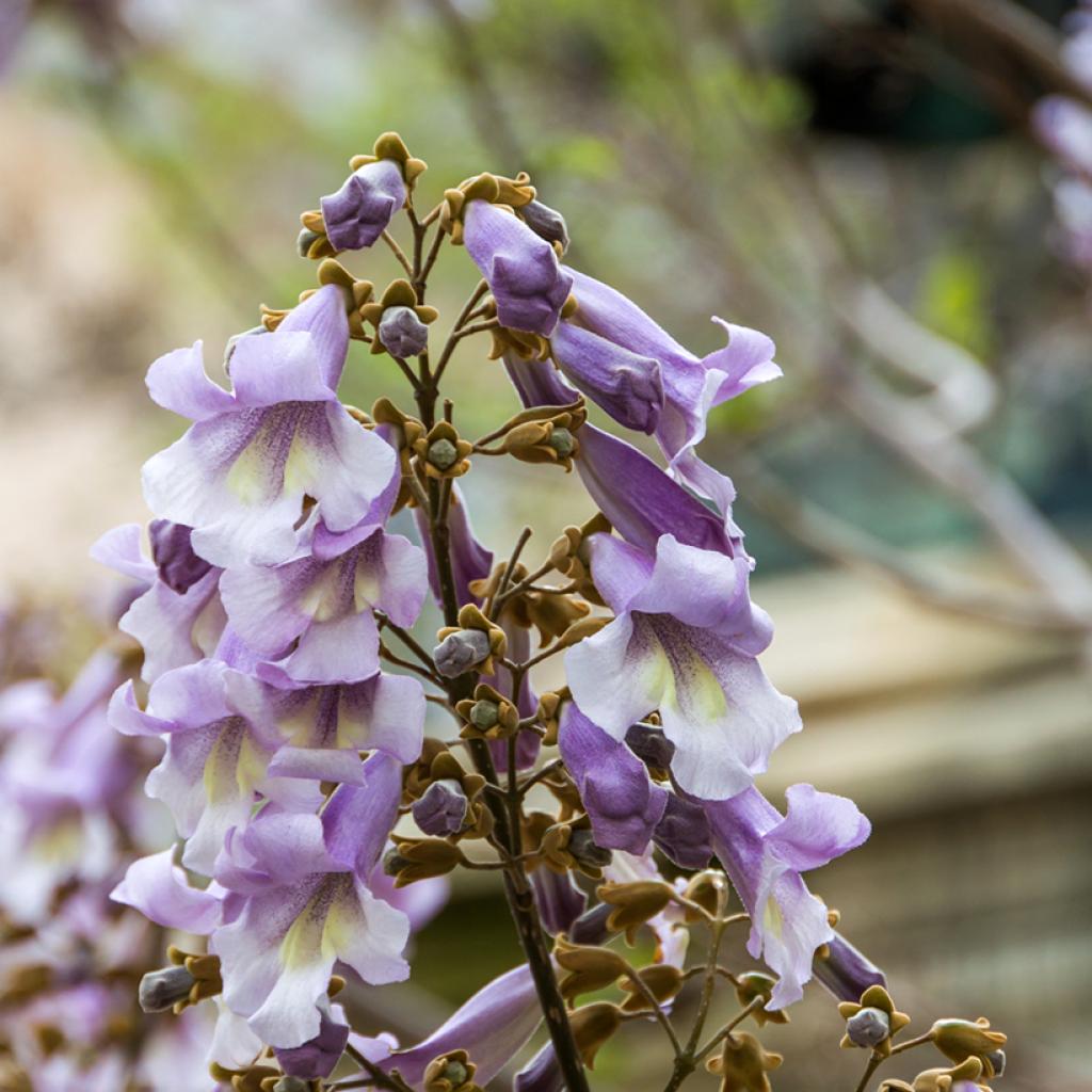 Paulownia tomentosa Hulsdonk - Arbre impérial à floraison printanière ...