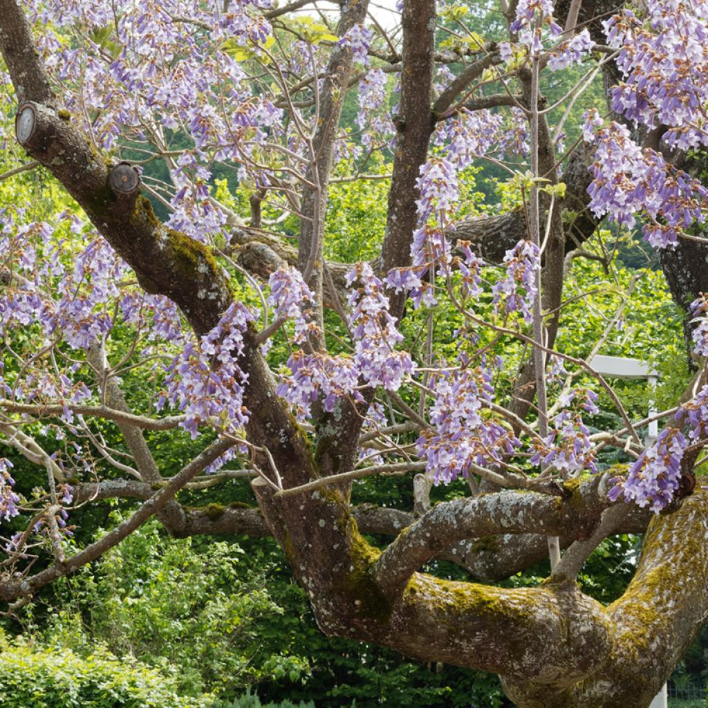 Paulownia tomentosa Hulsdonk - Arbre impérial à floraison printanière ...