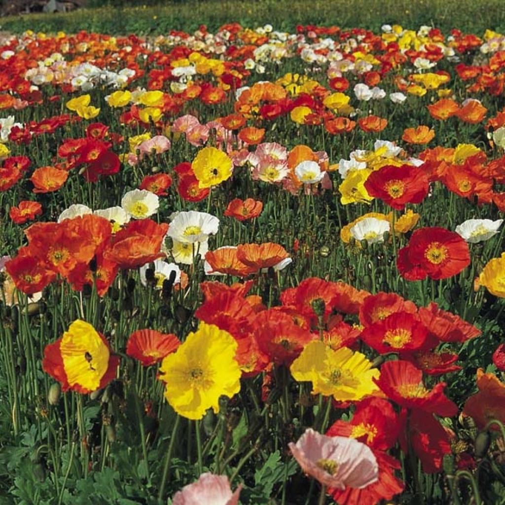 Pavot d'Islande - Papaver nudicaule Gartenzwerg - Vivace à fleurs de ...