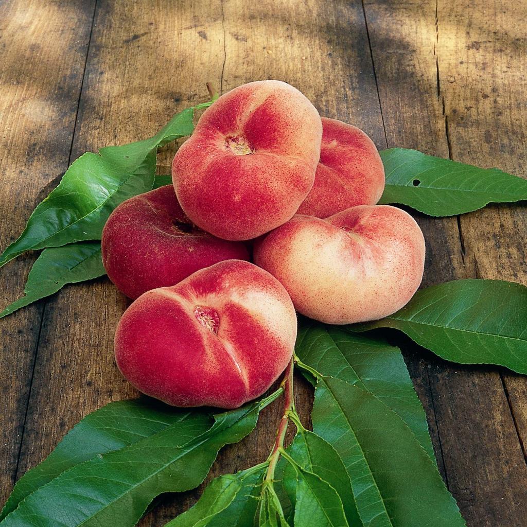 Pêcher Saturne® bailou - Prunus persica - Pêche plate à chair blanche