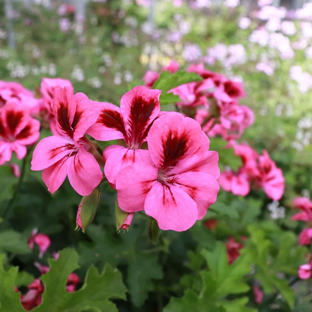 Pelargonium Brunswick - Géranium aux feuilles parfumées à l'odeur de ...