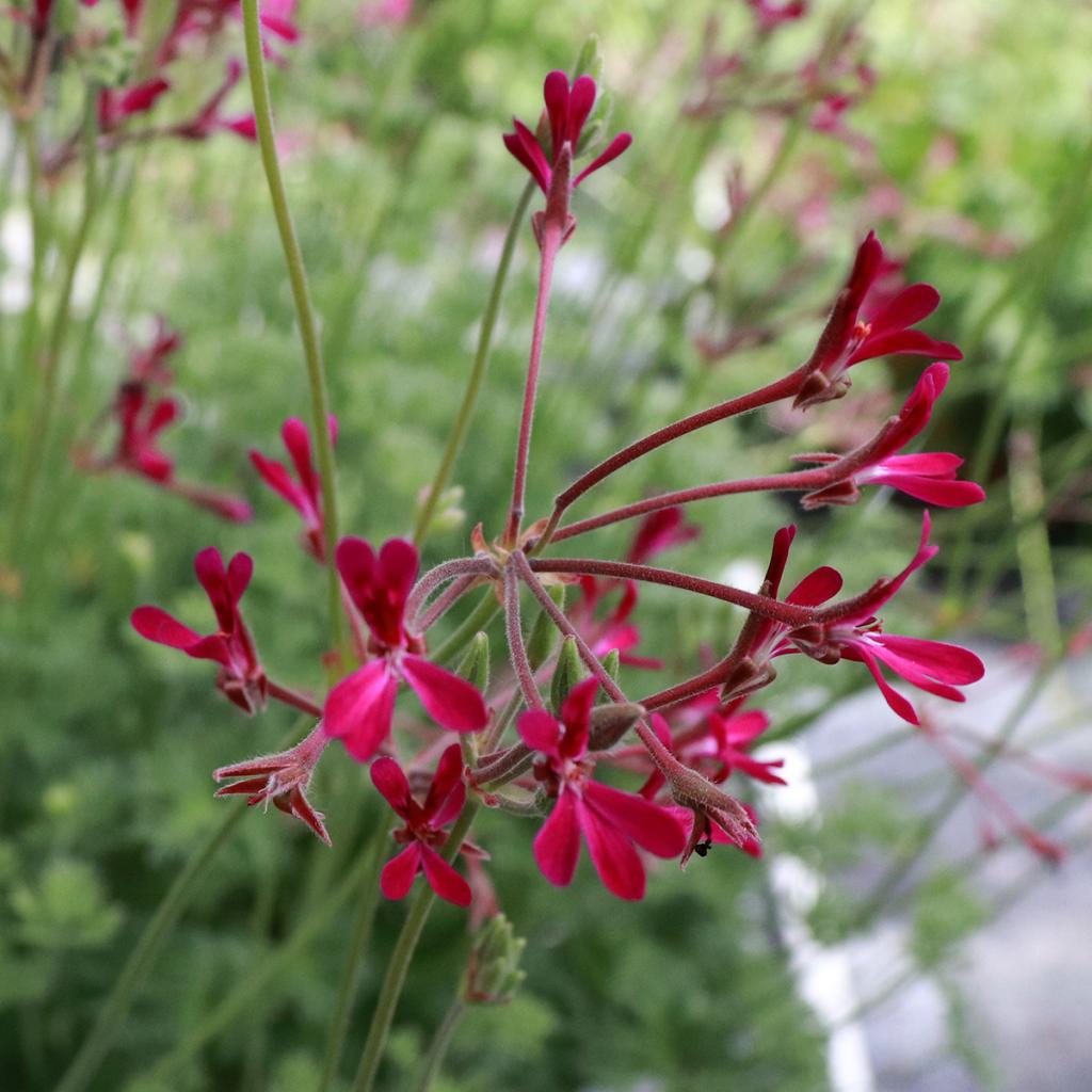 Pelargonium Deerwood Lavender - Géranium d'odeur parfum lavande, fines ...