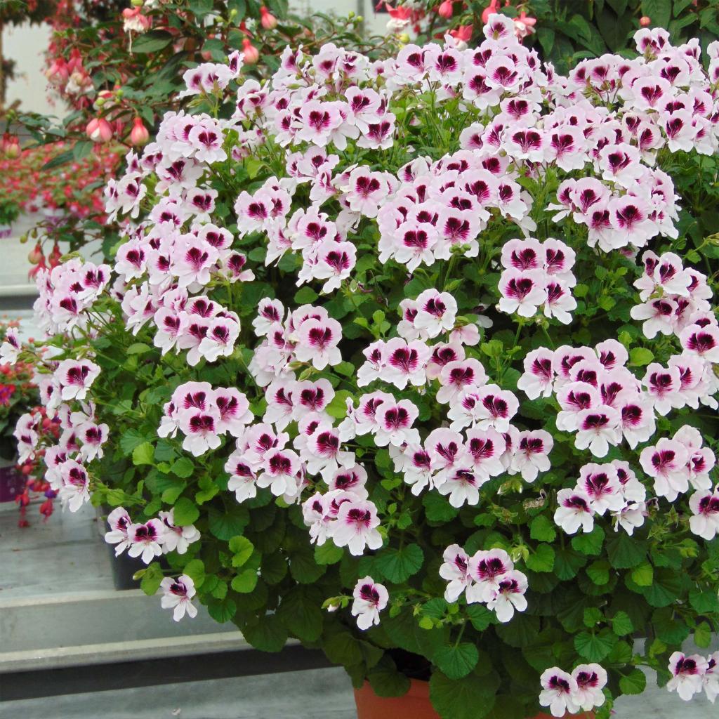Pelargonium Mosquitaway Lizzy - Géranium des fleuristes très florifère ...