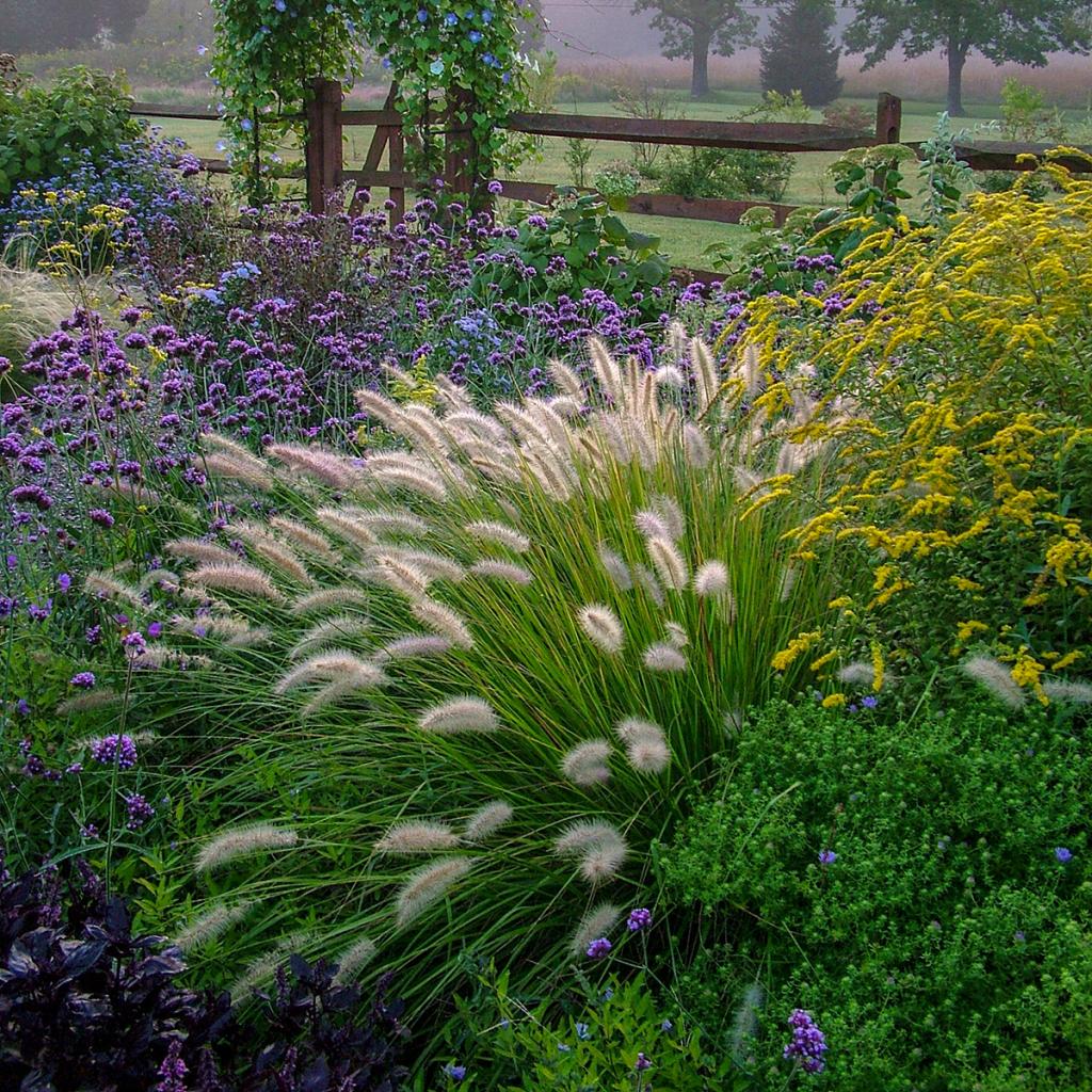 Pennisetum alopecuroides Piglet - Herbe aux écouvillons naine ...