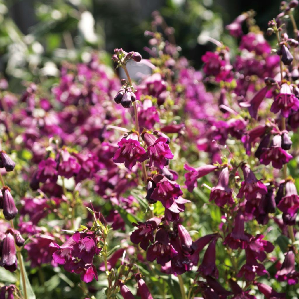 Penstemon Raven - Galane vivace, à fleurs violet-pourpré foncé.
