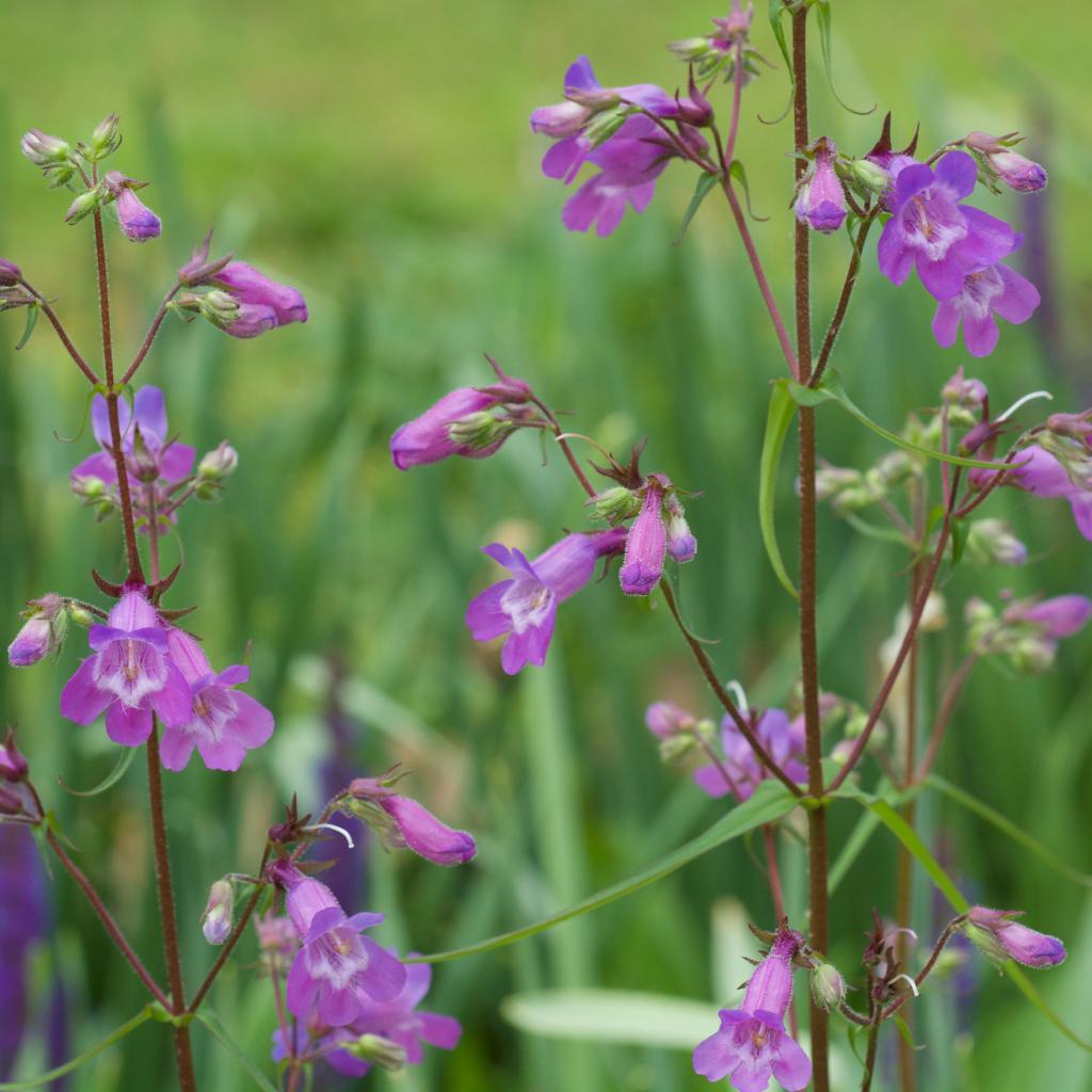 Penstemon hybride Sour Grapes - Galane à longue floraison améthyste qui ...