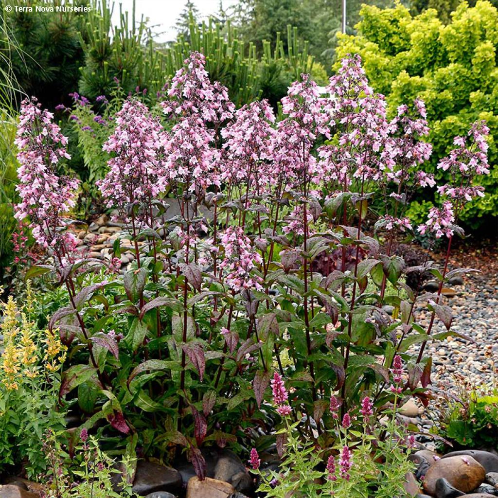 Penstemon digitalis Dakota Verde - Galane vivace compacte au feuillage ...