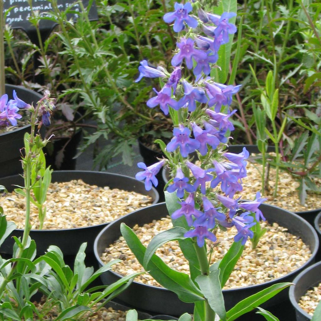 Penstemon mensarum - Galane - Vivace à longue floraison bleu gentiane.