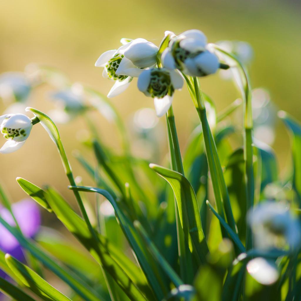Perce-Neige Double - Galanthus Nivalis flore pleno. Une belle variété à ...