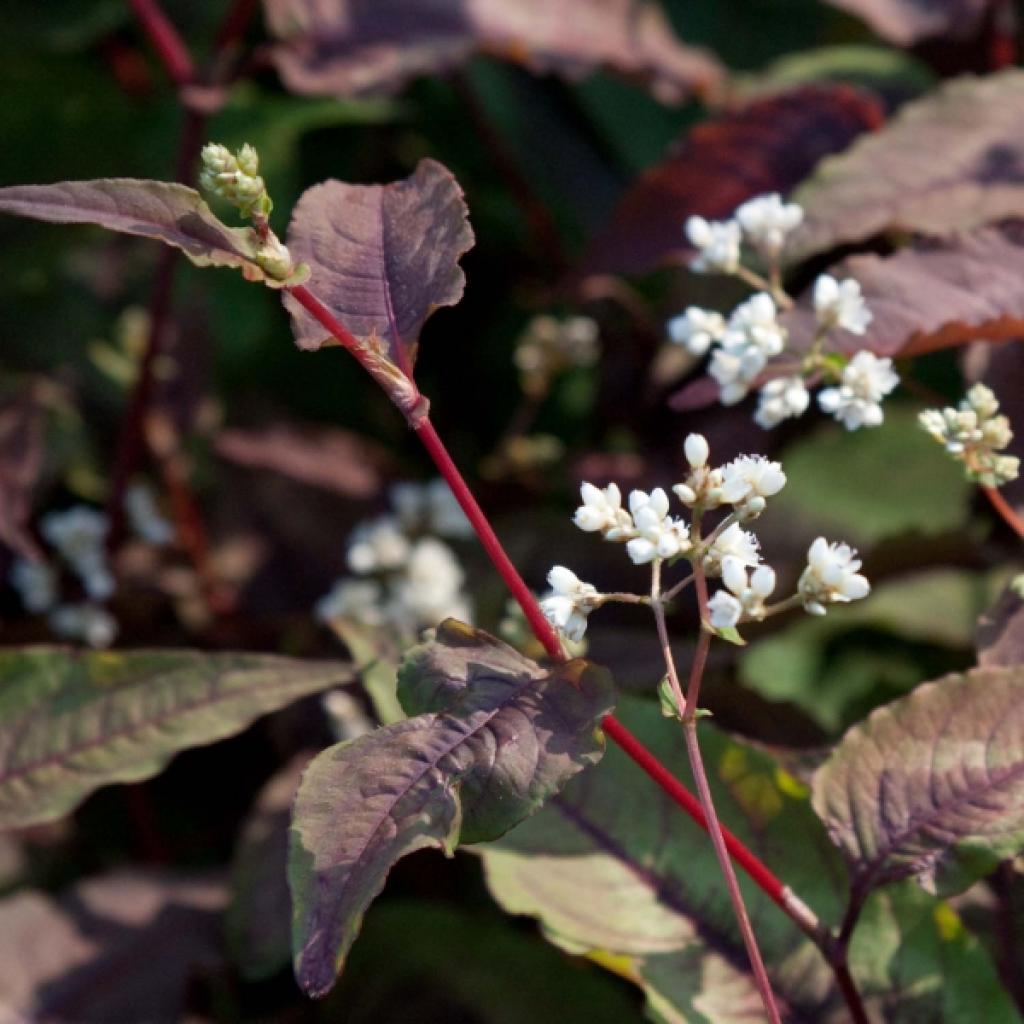 Persicaria microcephala Red Dragon - Polygonum - Renouée à petite tête