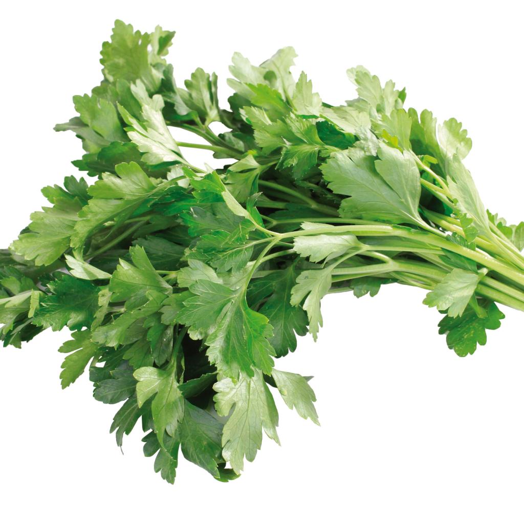 Persil géant d'Italie en plants - Petroselinum crispum - Plant d'aromatique
