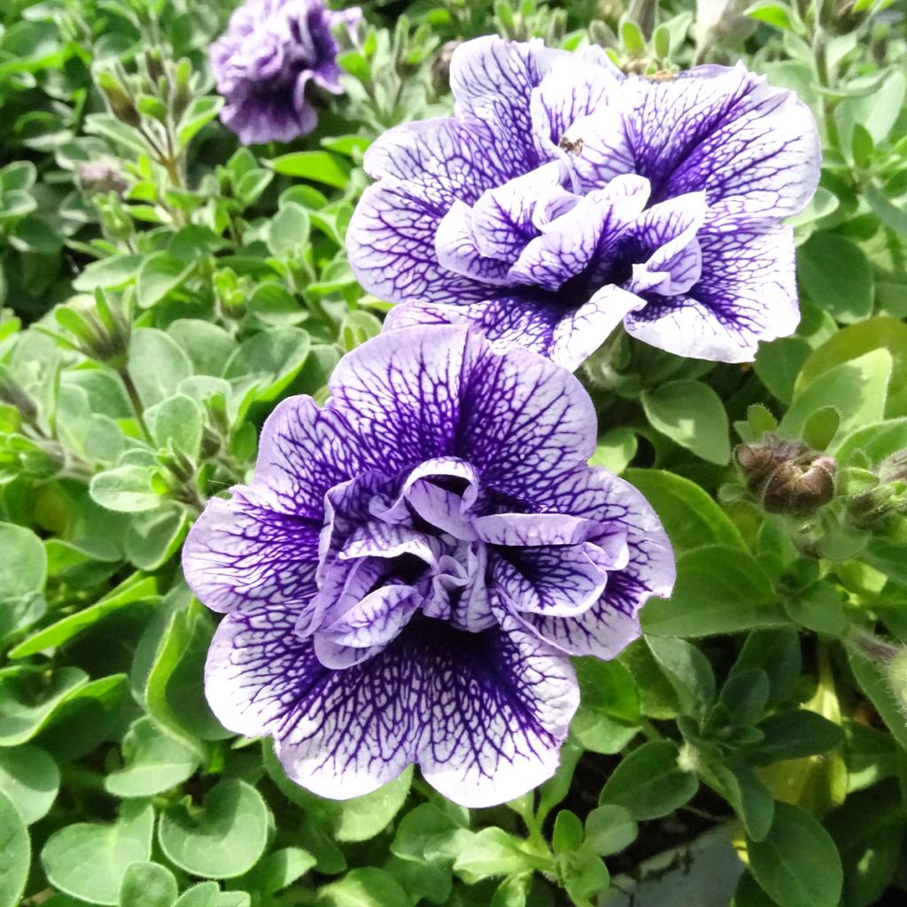 Petunia Tumbelina Priscilla - Retombant, à fleurs doubles lavande veiné ...