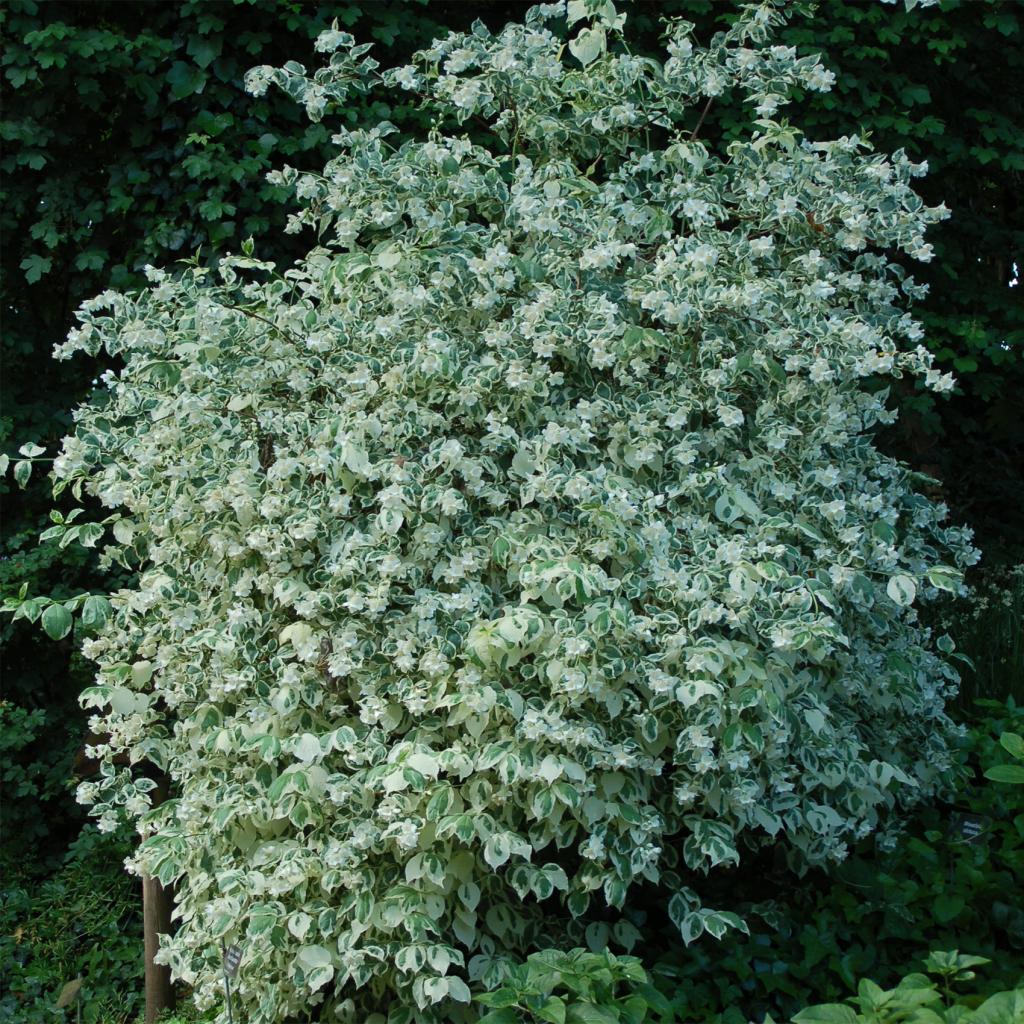 Philadelphus coronarius Variegatus - Seringat des jardins panaché