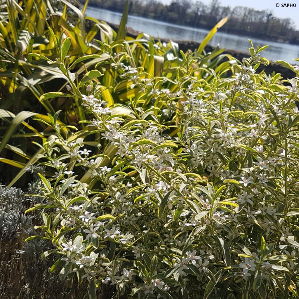 Philotheca myoporoides Gold Touch Panroue - Eriostemon panaché de jaune ...