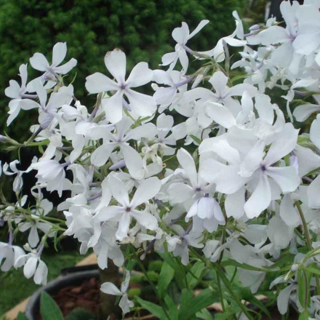 Phlox divaricata White Perfume - Un couvre sol vivace à fleurs blanches parfumées