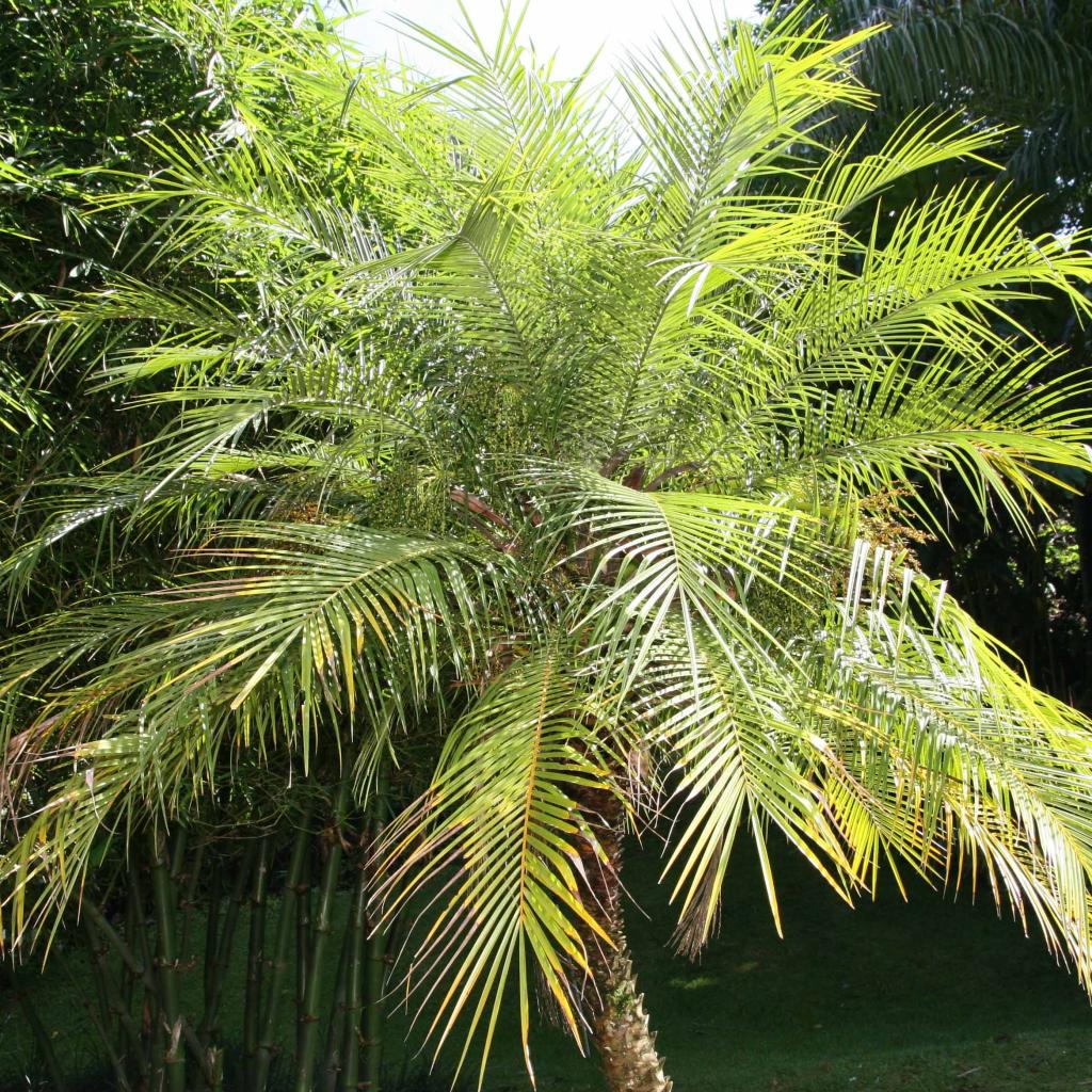 Phoenix roebelinii - Palmier dattier nain du Mékong d'intérieur