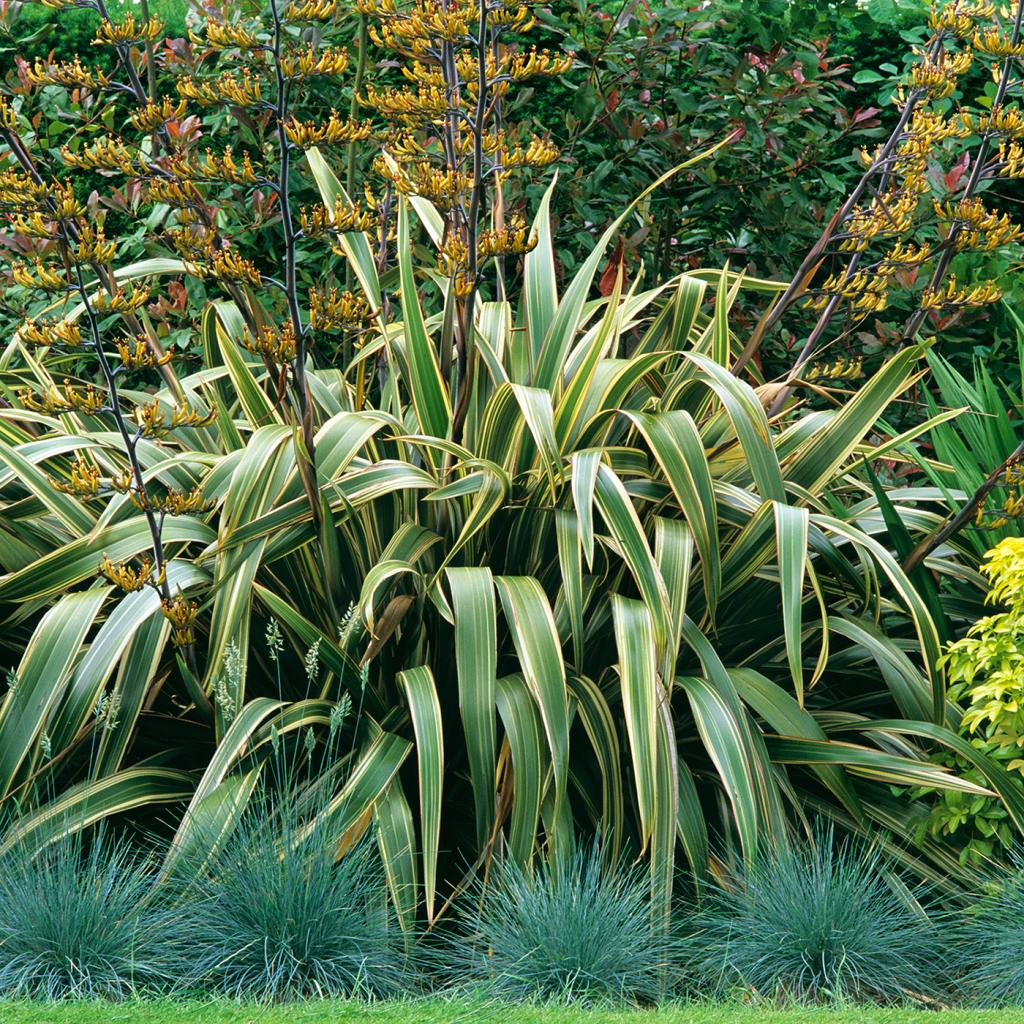 Phormium tenax Variegatum - Lin de Nouvelle-Zélande à feuillage panaché