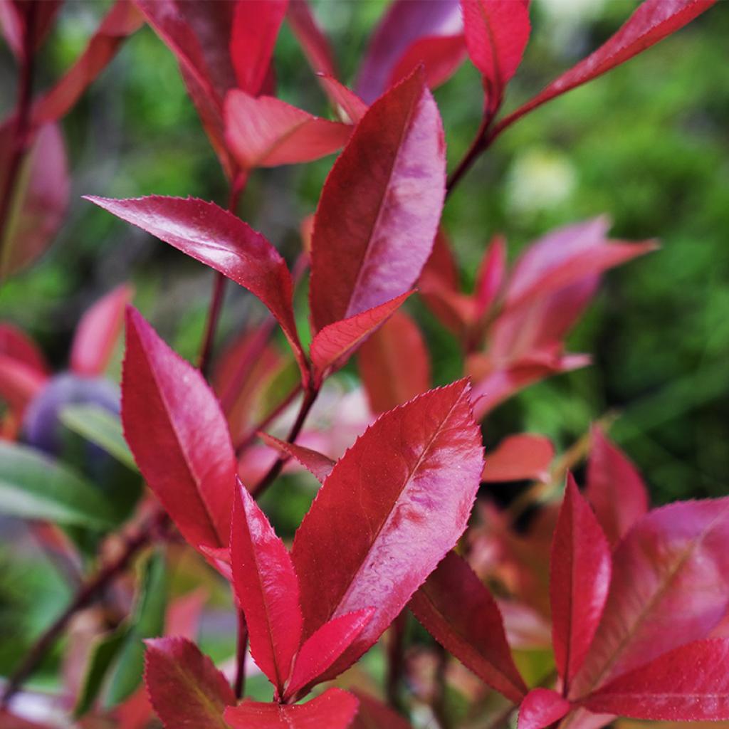 Photinia fraseri Devil's Dream - Photinia à port érigée et feuilles ...