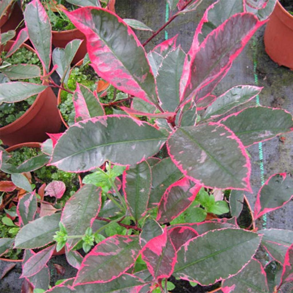 Photinia fraseri Louise - Panaché de rouge et rose puis vert et crème