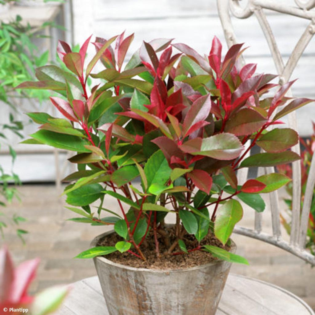 Photinia fraseri Red Light - Photinia à tiges et feuilles printanières ...