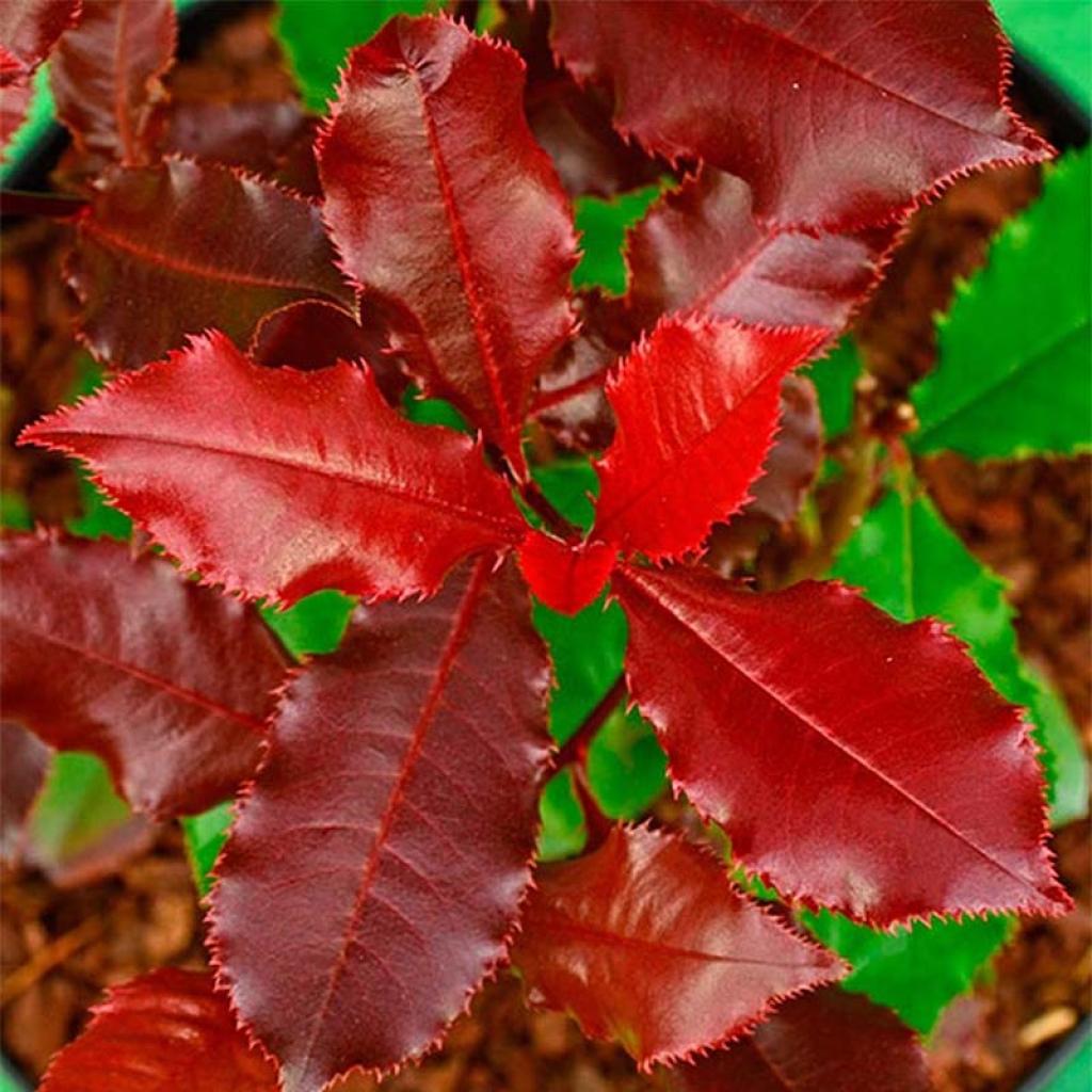 Photinia fraseri Magical Volcano 'Kolmavoca' - Des jeunes feuilles ...