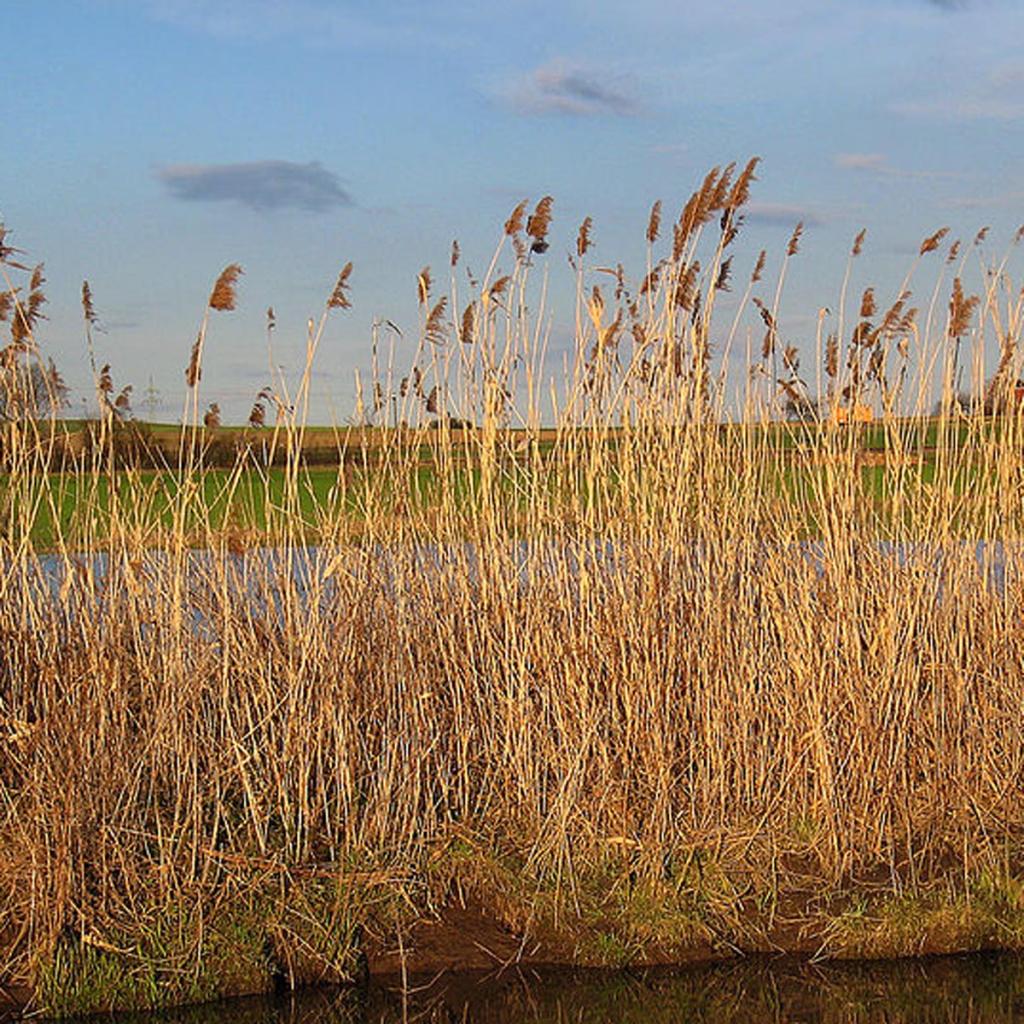 Phragmites australis - Roseau commun - Graminée de sol humide