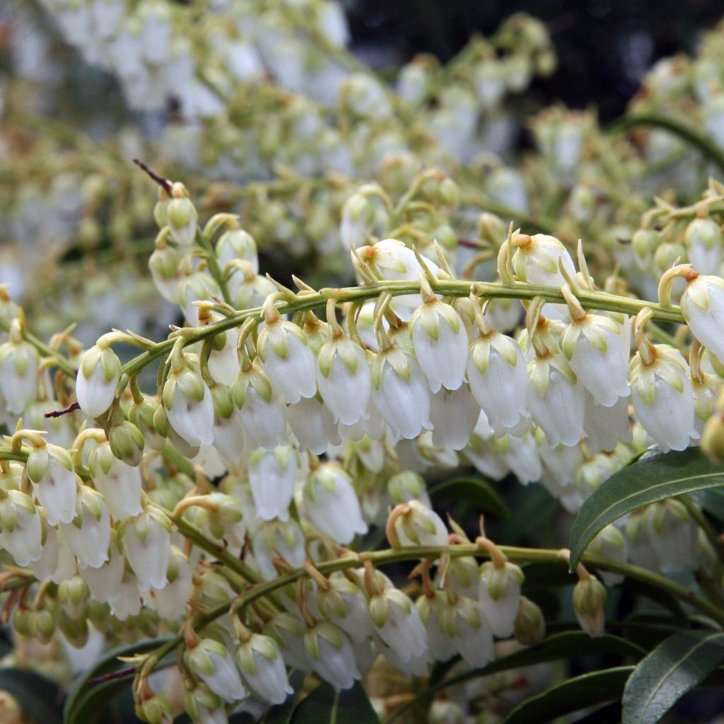 Pieris Japonica Purity - Andromède du Japon à fleurs blanc pur