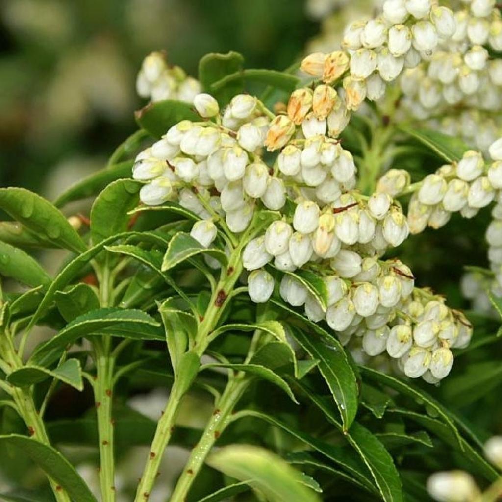 Pieris japonica Sarabande - Andromède du Japon nain à port arrondi, aux ...