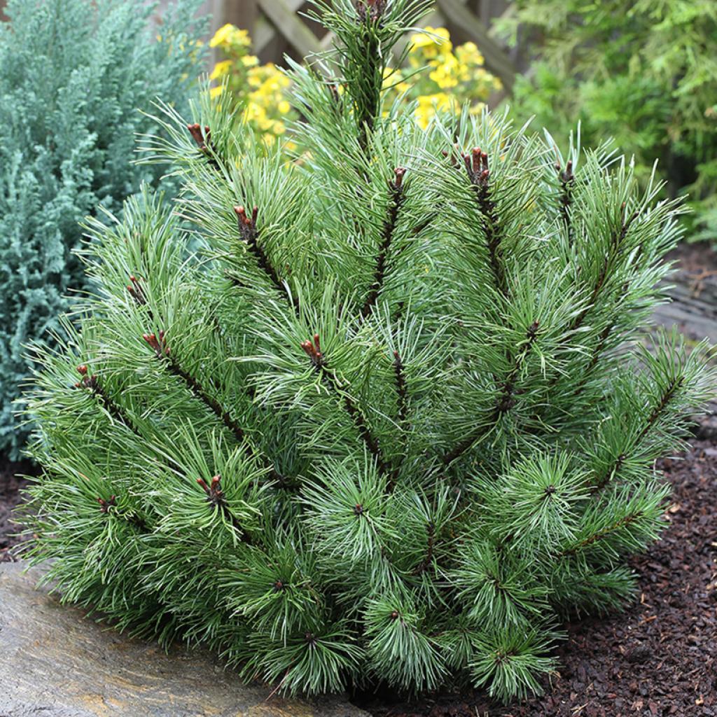 Pin à crochets - Pinus uncinata - Conifère montagnard de croissance lente