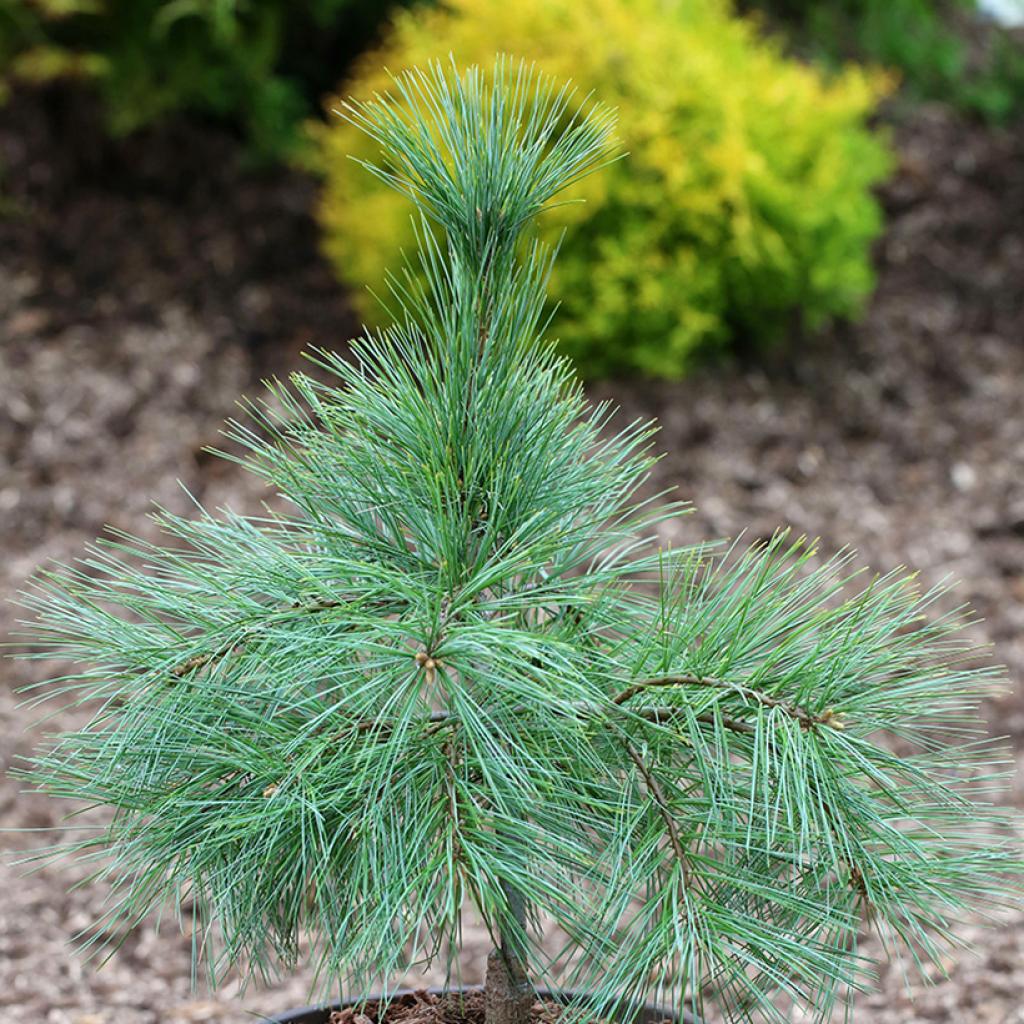 Pinus strobus Niagara Falls - Pin de Weymouth nain étalé à port ...
