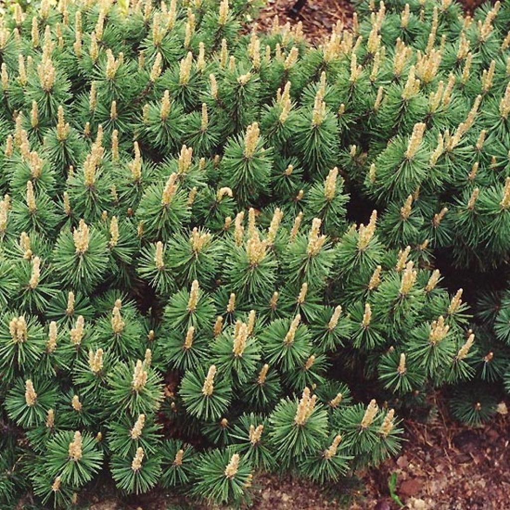 Pinus mugo Humpy - Pin de montagne nain en boule et feuillage vert