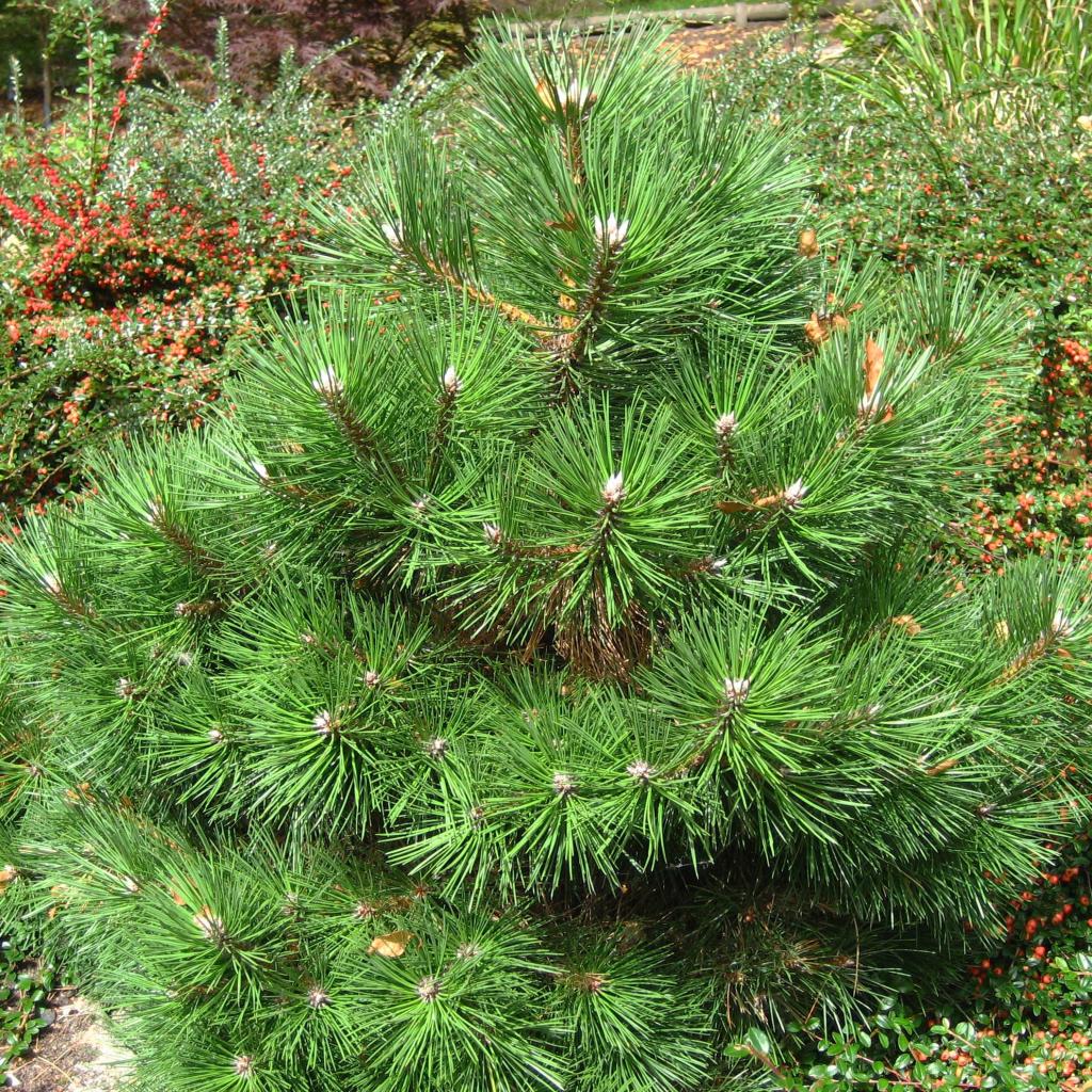 Pinus nigra Nana - Pin noir nain - Conifère de rocaille