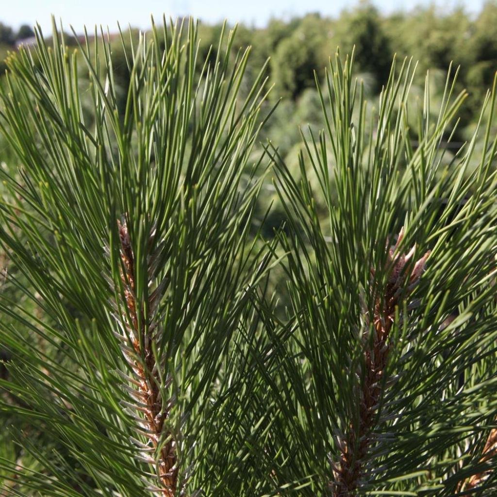 Pinus Nigra Nigra