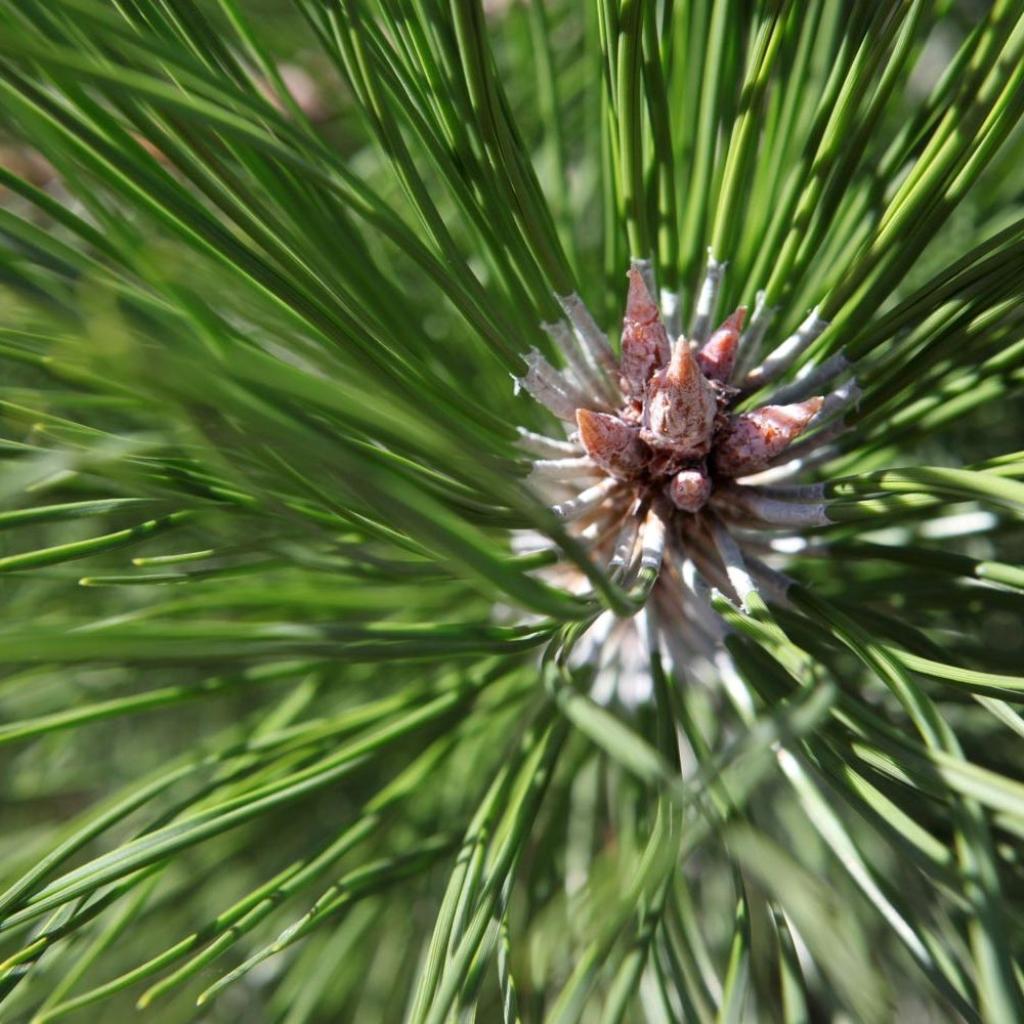 Pinus nigra nigra - Pin noir d'Autriche, grand conifère à croissance rapide