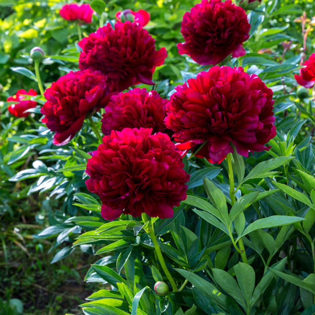 Pivoine lactiflora Command Performance - Pivoine de Chine à grandes ...