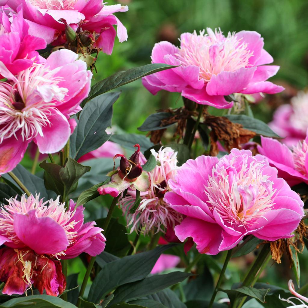 Pivoine Fantastic - Paeonia x lactiflora - Pivoine japonaise à fleurs ...