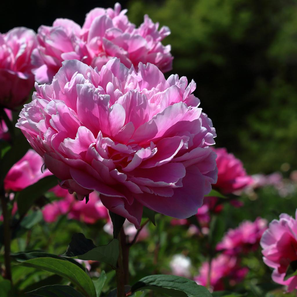 Pivoine lactiflora Jacorma - Pivoine de Chine à grandes fleurs doubles ...