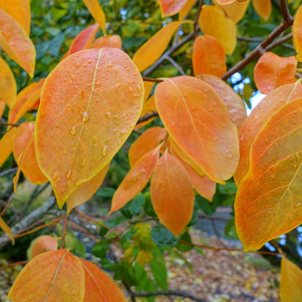 Diospyros kaki Nikita’s Gift - Plaqueminier - variété autofertile ...