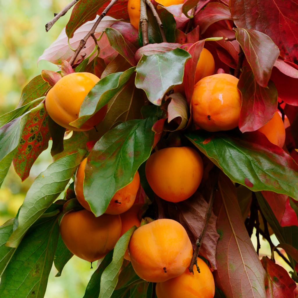 Diospyros kaki Korea - Plaqueminier résistant au froid - kakis de ...