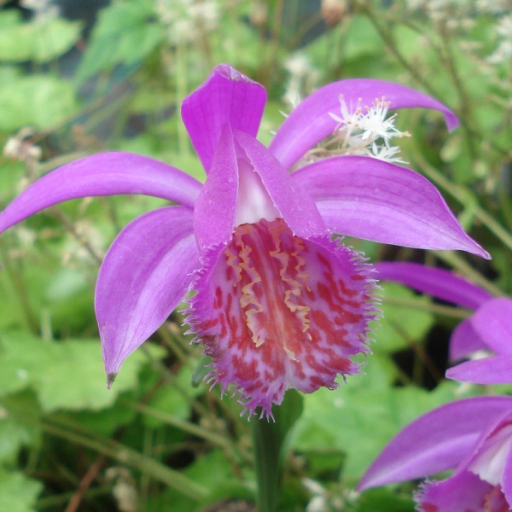 Pleione Tongariro - Orchidée terrestre de Formose, à fleurs rose ...
