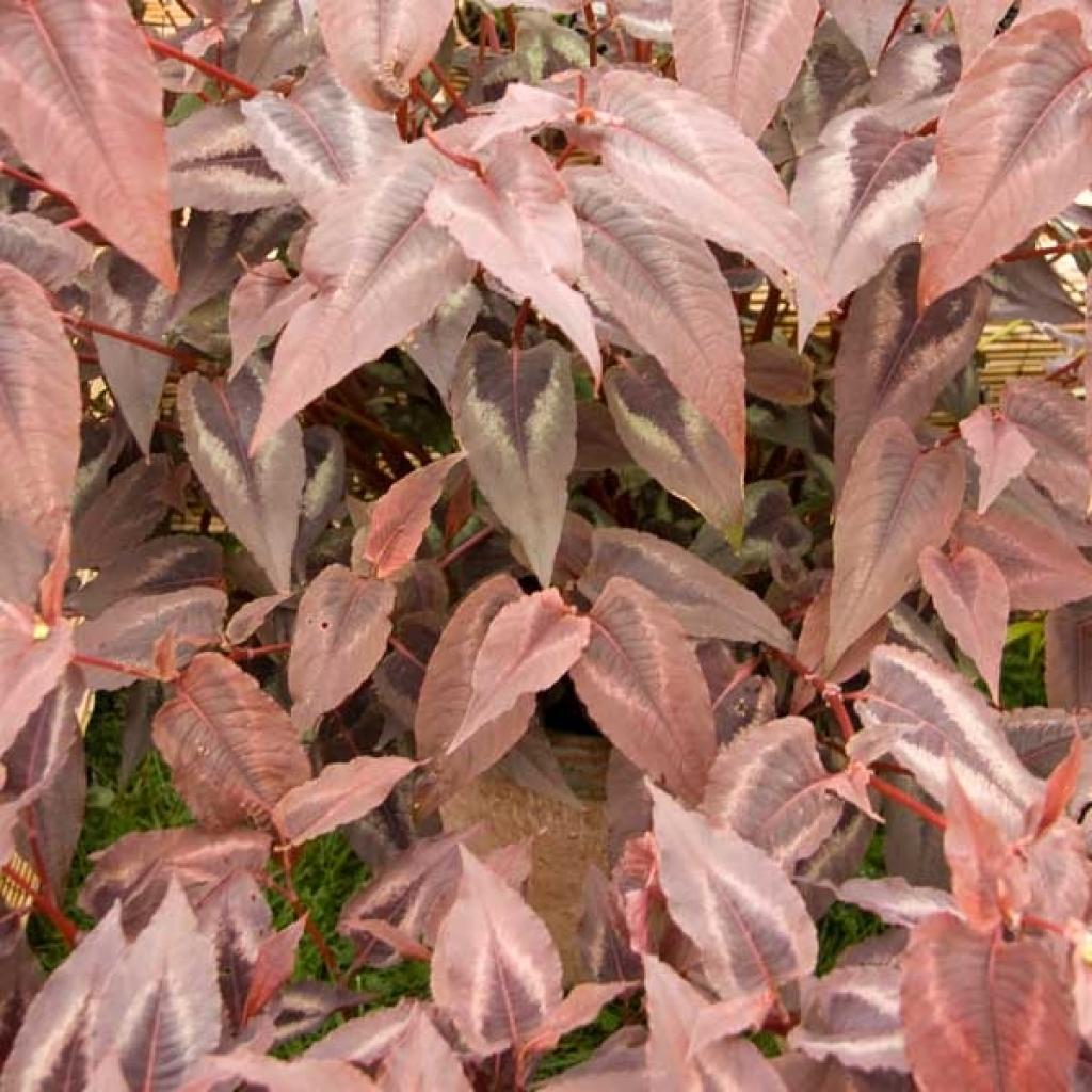 Persicaria microcephala Red Dragon - Polygonum - Renouée à petite tête