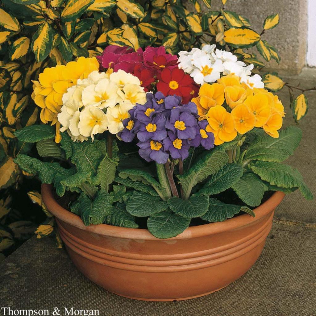 Polyanthus Large Flowered Mixed - Primevère des jardins - Primula ...