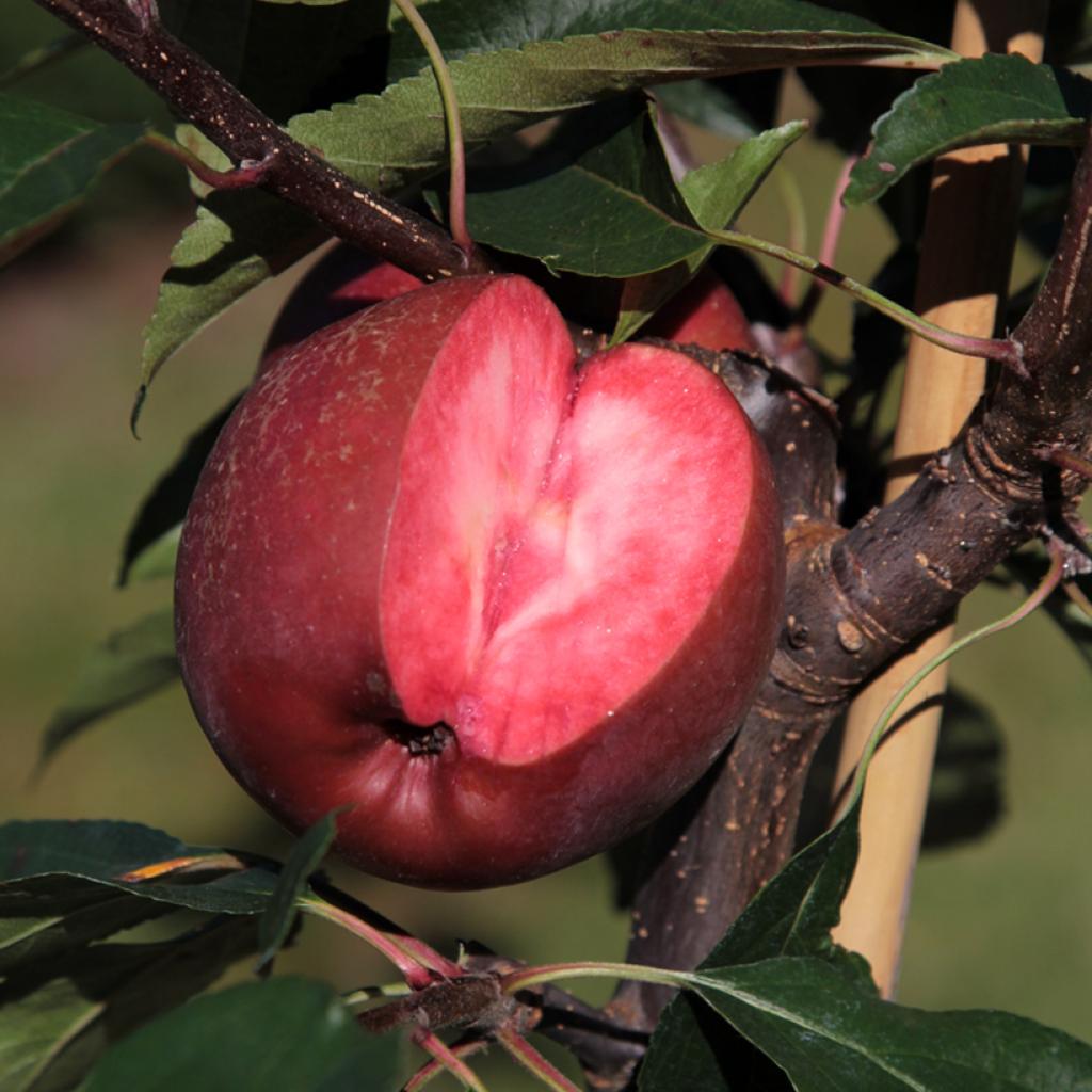 Pommier Red Merylinn - Malus domestica - pomme sanguine à chair rouge
