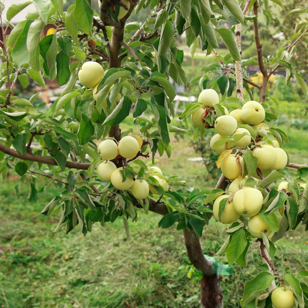 Pommier Transparente Blanche ou Jaune - Pomme des moissons - Saint Anne ...